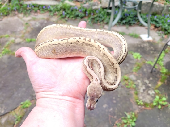 Bamboo Cinnamon Pinstripe Ball Python by AC Royal Reptiles