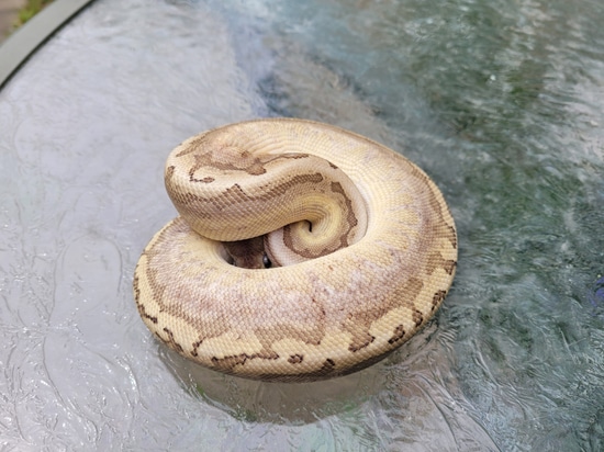 Bamboo Pinstripe Ball Python by AC Royal Reptiles