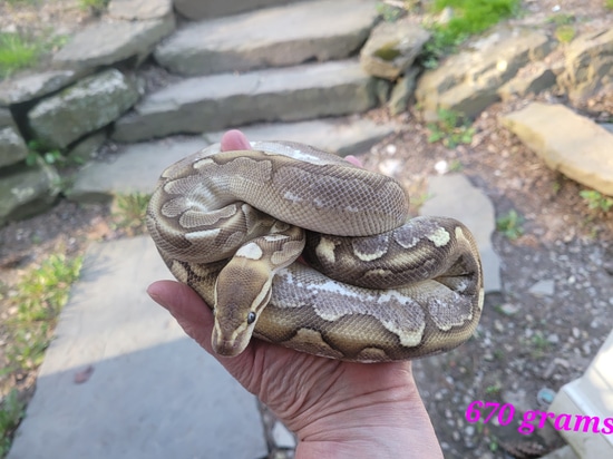 Bamboo Ball Python by AC Royal Reptiles