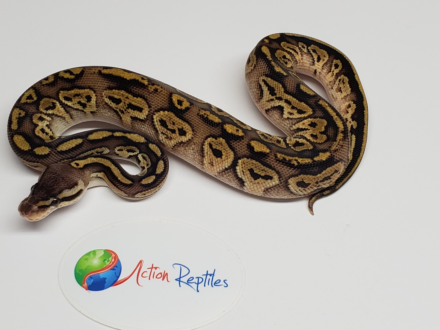 Pastel Bongo Ball Python by Action Reptiles - MorphMarket