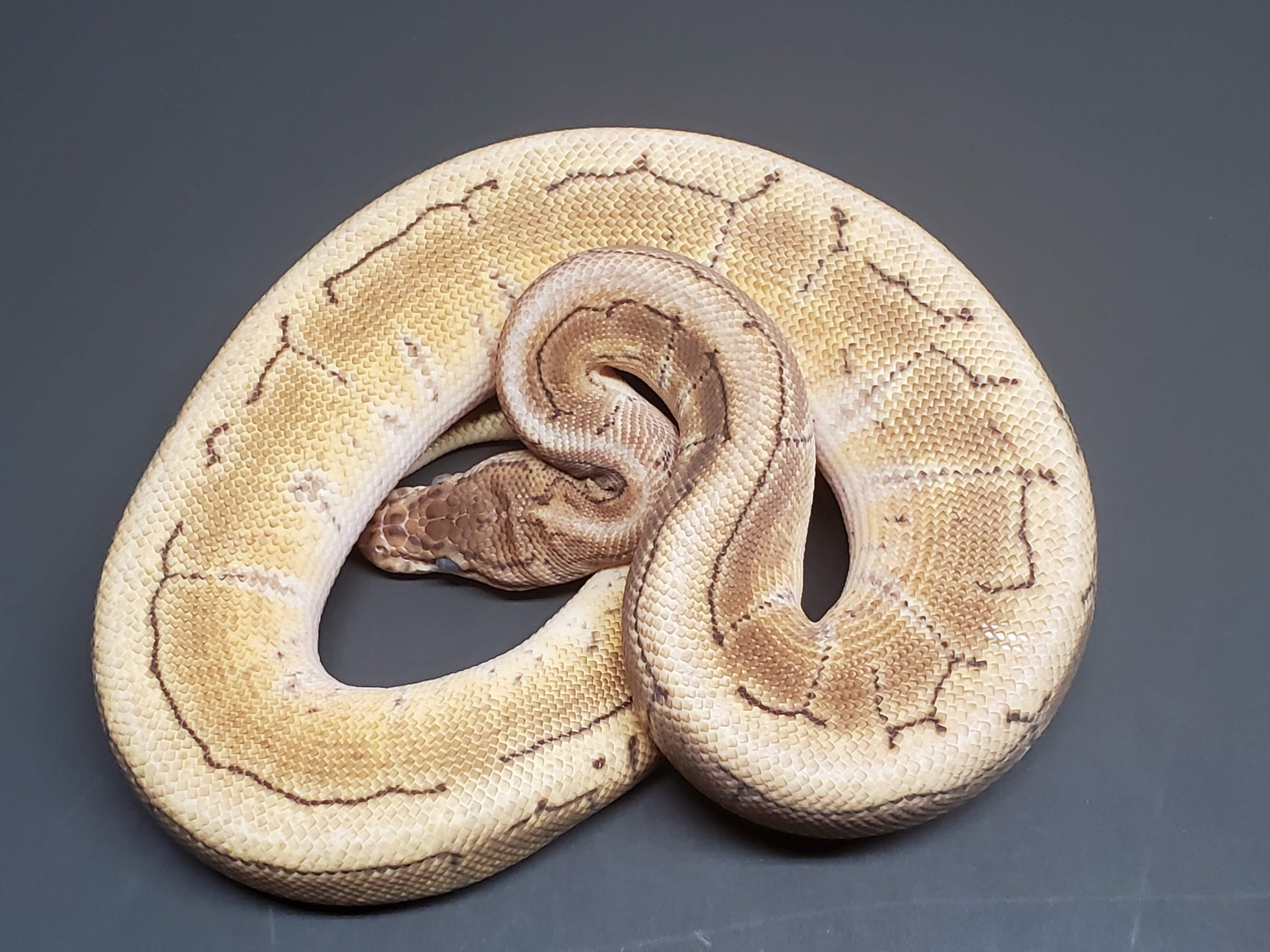 Spinner Bongo Het Ghost Ball Python by Action Reptiles - MorphMarket