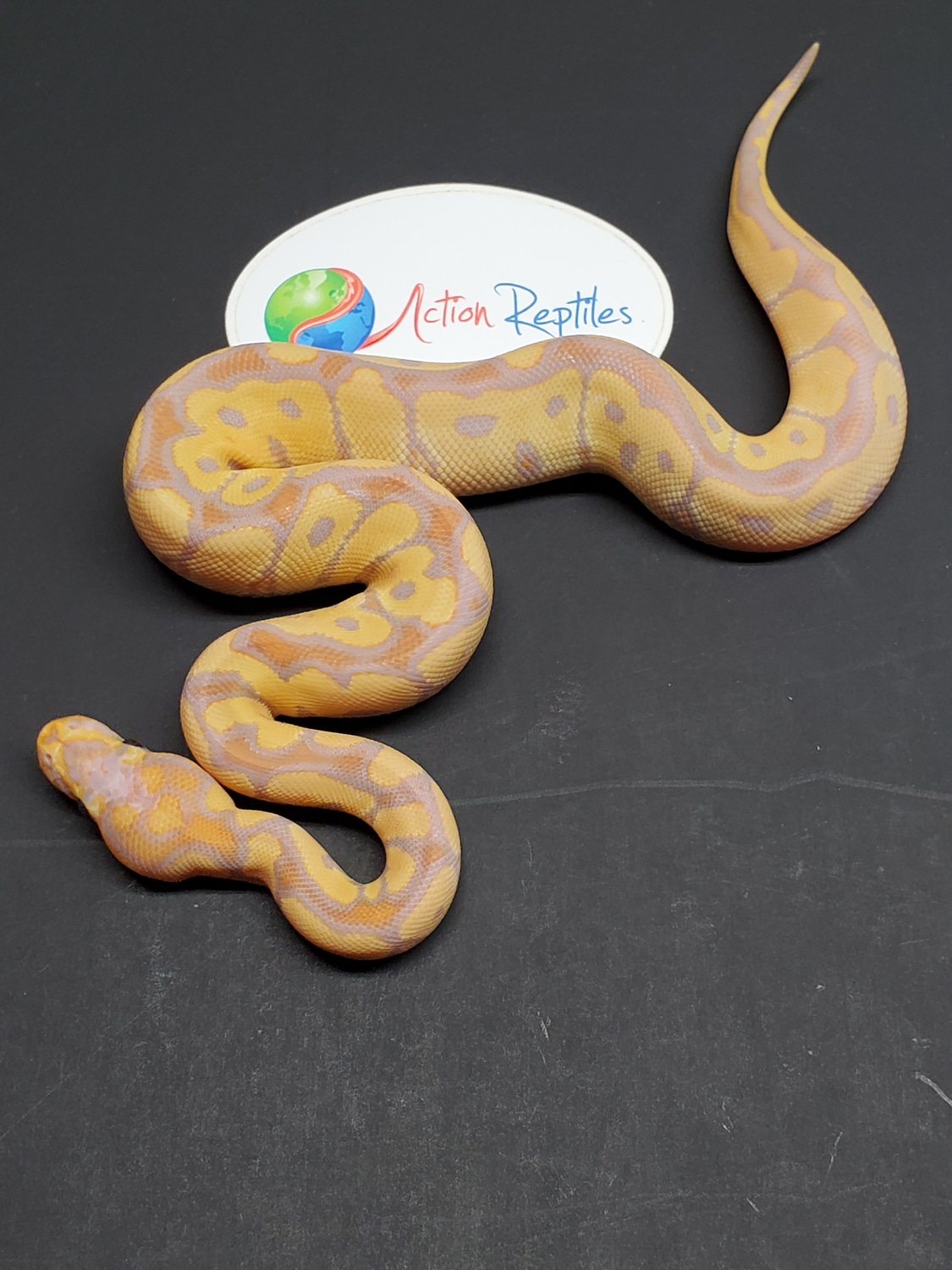 Banana Clown Ball Python by Action Reptiles - MorphMarket