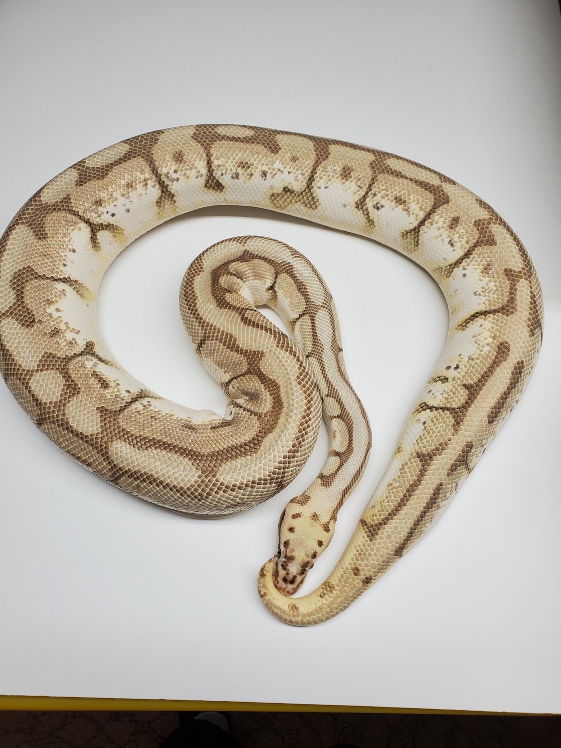 Queen Bee Ball Python by Action Reptiles - MorphMarket