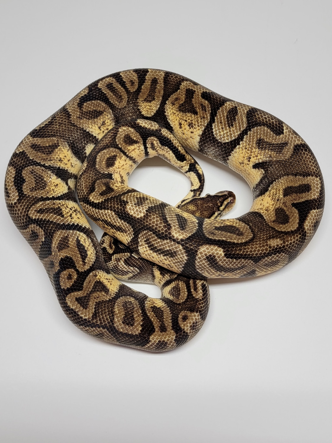 Enchi GHI Ball Python by Action Reptiles - MorphMarket