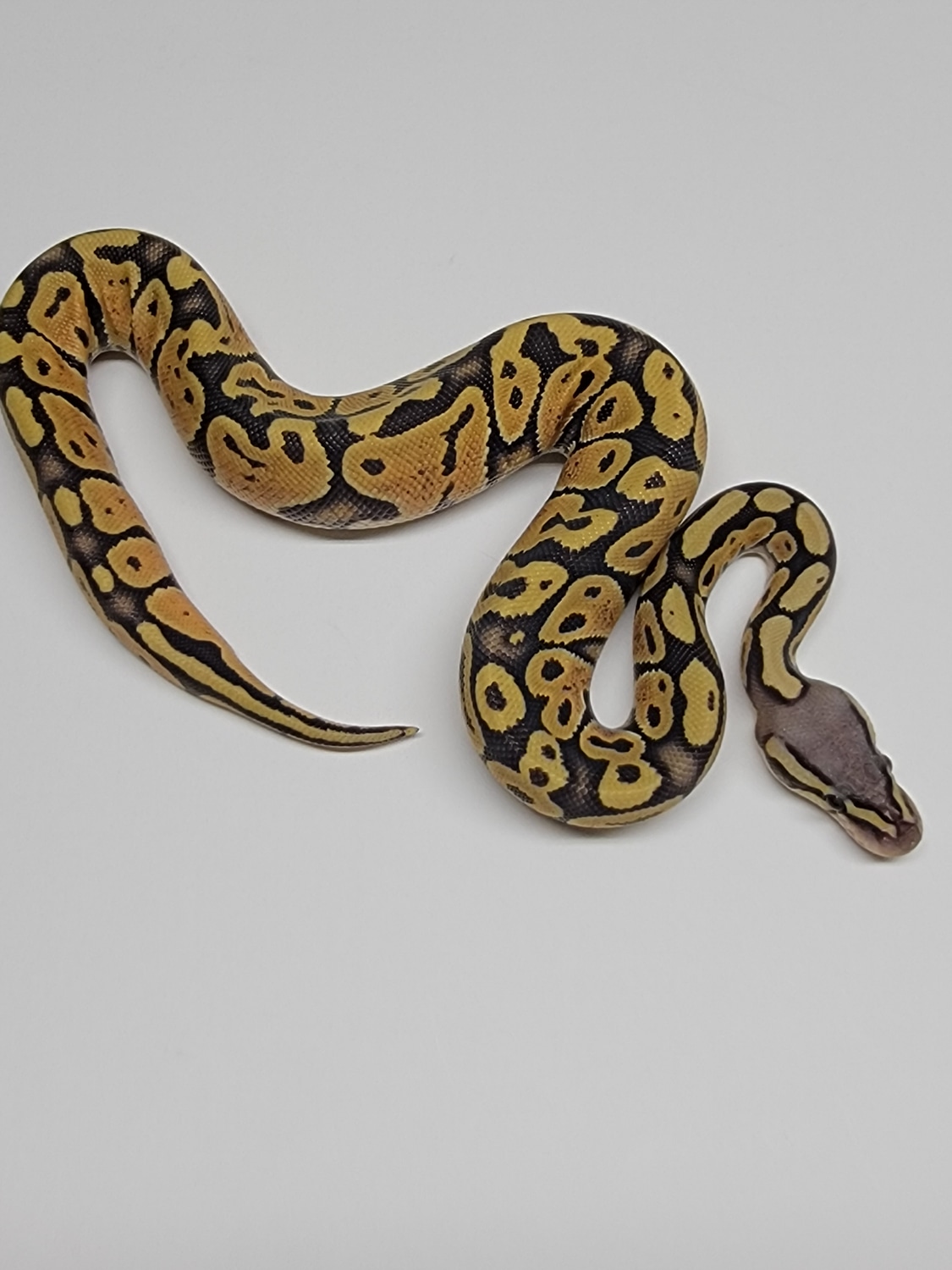 Pastel Ghost Ball Python by Action Reptiles - MorphMarket