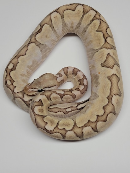 Pastel Bamboo YB Or Gravel Ball Python by Action Reptiles
