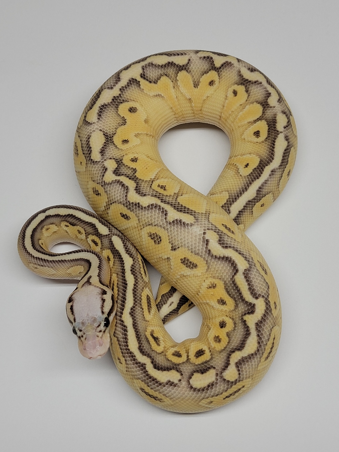Super Pastel Lesser OD (Pos YB) 66% Het Ghost Ball Python by Action ...