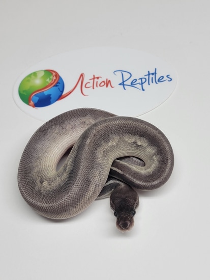 Black Head Pewter Yellow Belly Het Ghost Ball Python by Action Reptiles
