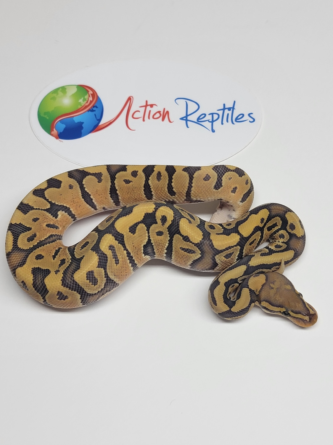 Ghost Het Clown Ball Python by Action Reptiles - MorphMarket