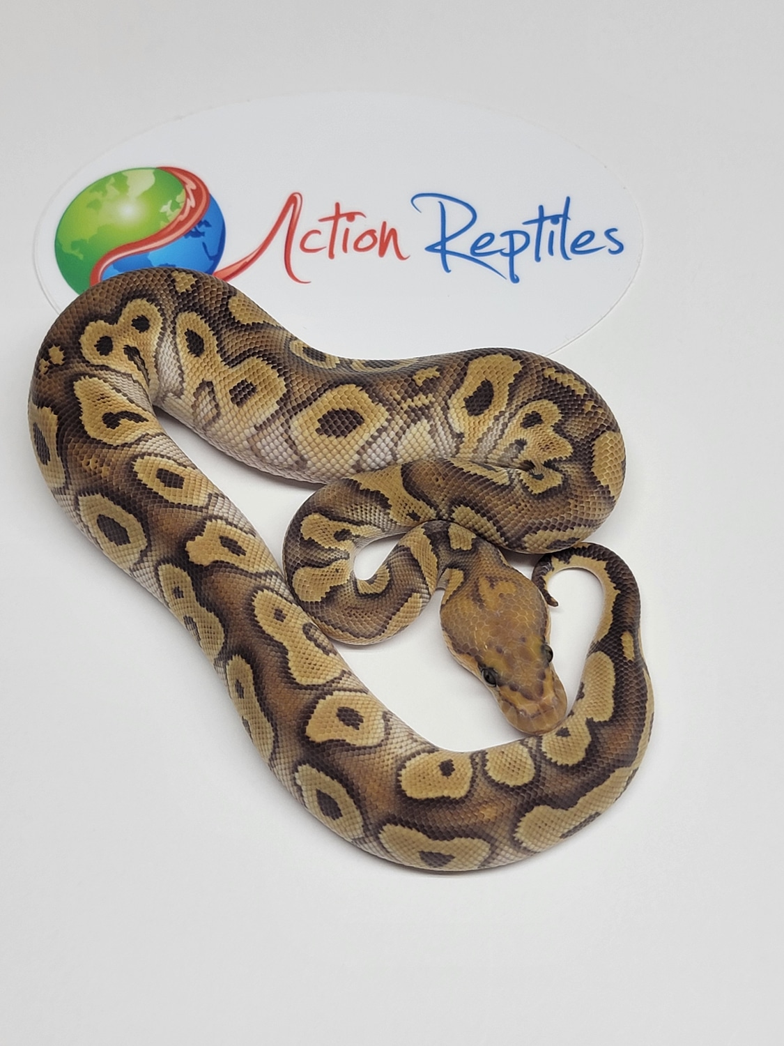 Mojave Clown Het DG Het Hypo Ball Python by Action Reptiles - MorphMarket