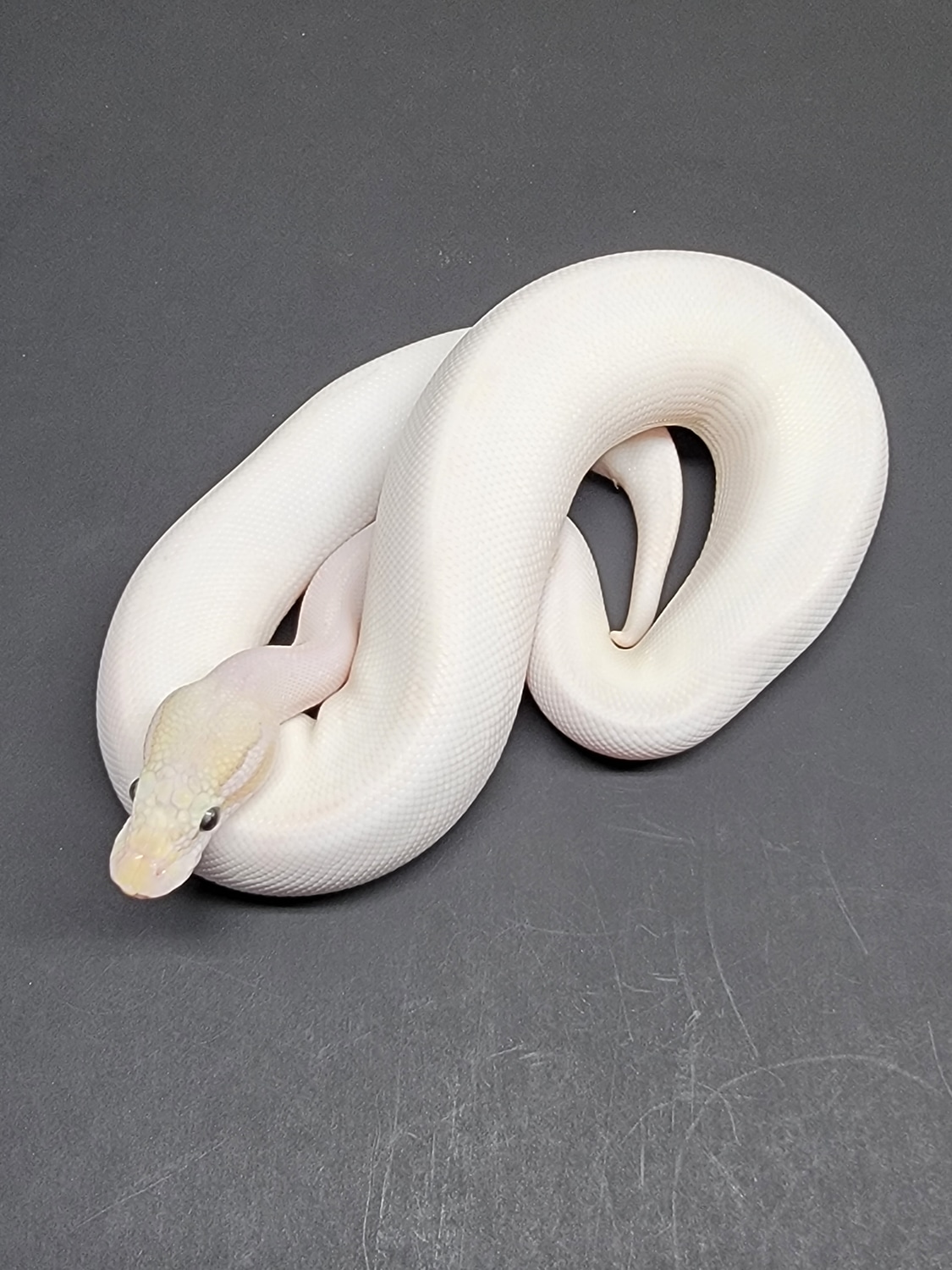 Pastel Bamboo Highway Ball Python by Action Reptiles - MorphMarket