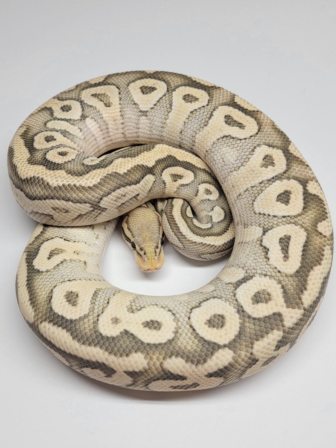 Pastave Ghost 66% Het Clown 50% Het DG Ball Python by Action Reptiles ...