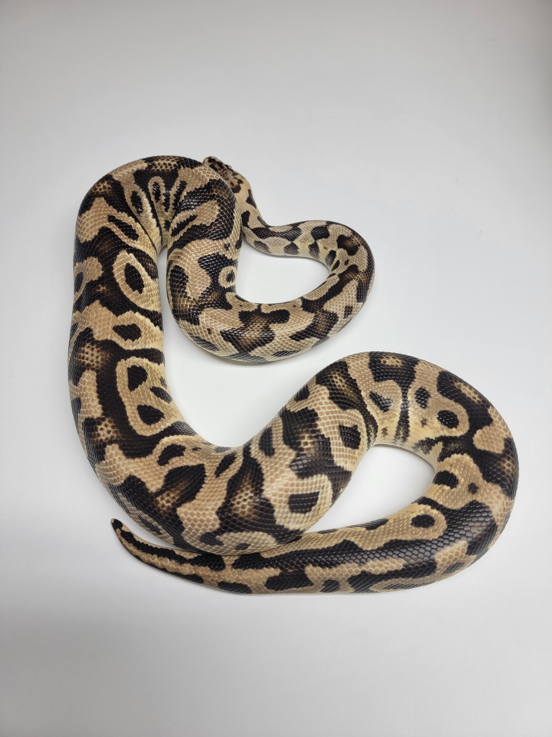 Pastel Crypton Ball Python by Action Reptiles - MorphMarket