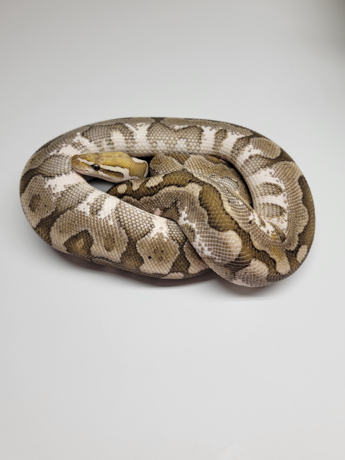 Pastel Bamboo Het Ghost Ball Python by Action Reptiles - MorphMarket