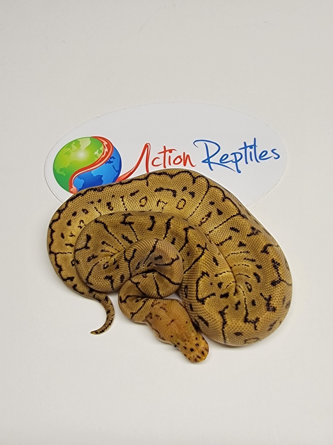 Spotnose Pin Clown Ball Python by Action Reptiles - MorphMarket