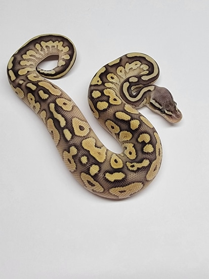Pastel Lesser Het Ghost Ball Python by Action Reptiles