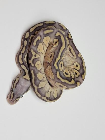 Super Pastel Lesser Ghost Ball Python by Action Reptiles