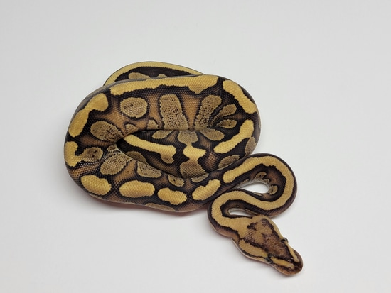 Fire Red Stripe Ball Python by Action Reptiles