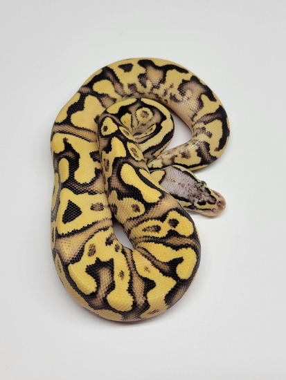 Super Pastel Disco/Fire YB/Gravel Het Clown Ball Python by Action Reptiles