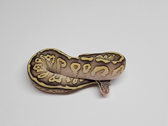 Pastel Mojave Mahogany YB/Spark Het Ghost Ball Python by Action Reptiles