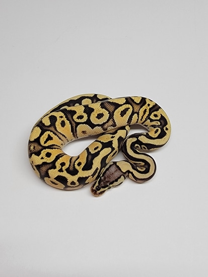 Firefly Het Clown Ball Python by Action Reptiles