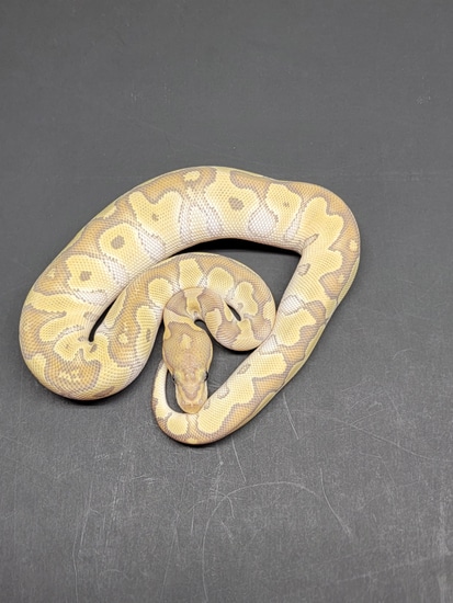 Hypo Mojave Desert Ghost Clown Ball Python by Action Reptiles