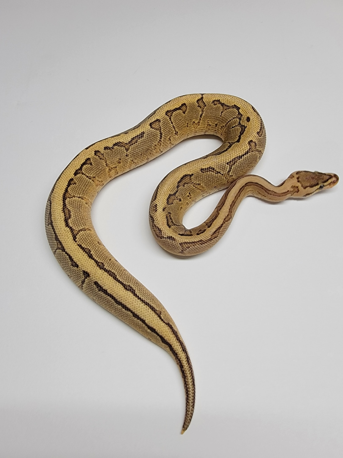 Pin YB (Pos Disco) Ball Python by Action Reptiles - MorphMarket