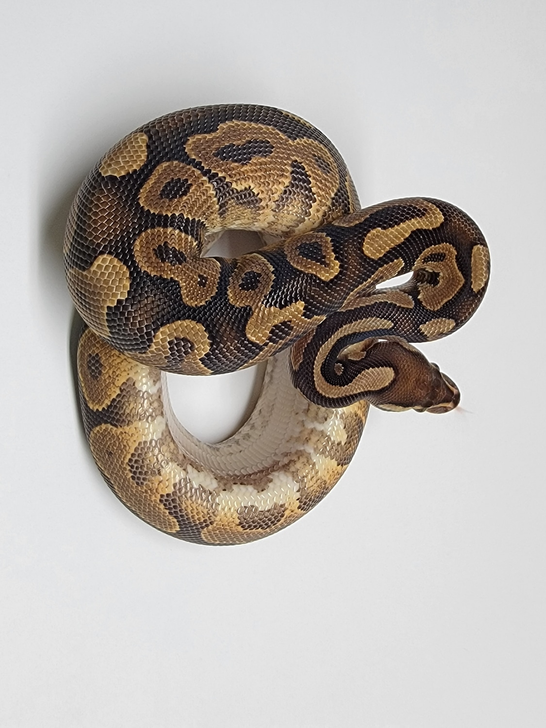 Black Head Yellow Belly Het Ghost Ball Python by Action Reptiles ...