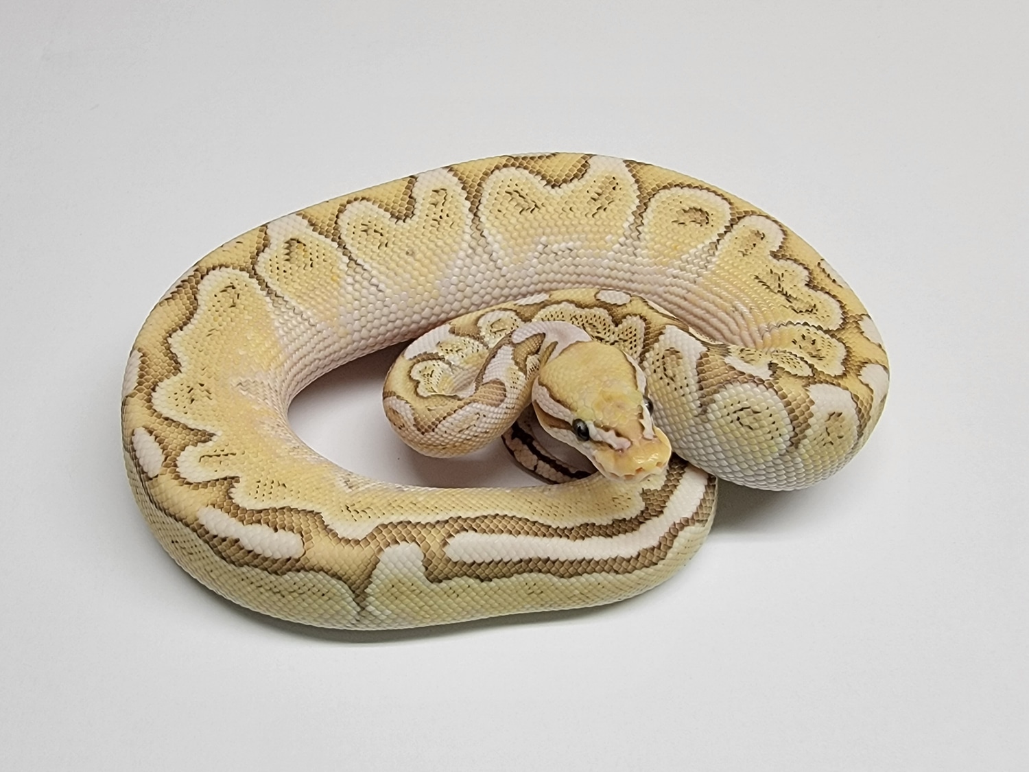 Pastel Bamboo (Pos YB) Het Cryptic Or Clown Ball Python by Action ...