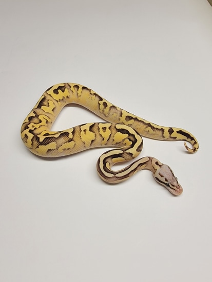 Super Pastel Super Disco Het Clown Ball Python by Action Reptiles