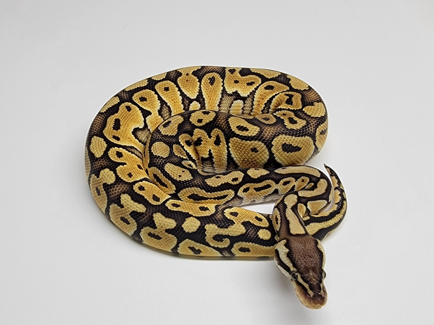 Pastel Special Het Clown Het Ghost Ball Python by Action Reptiles ...