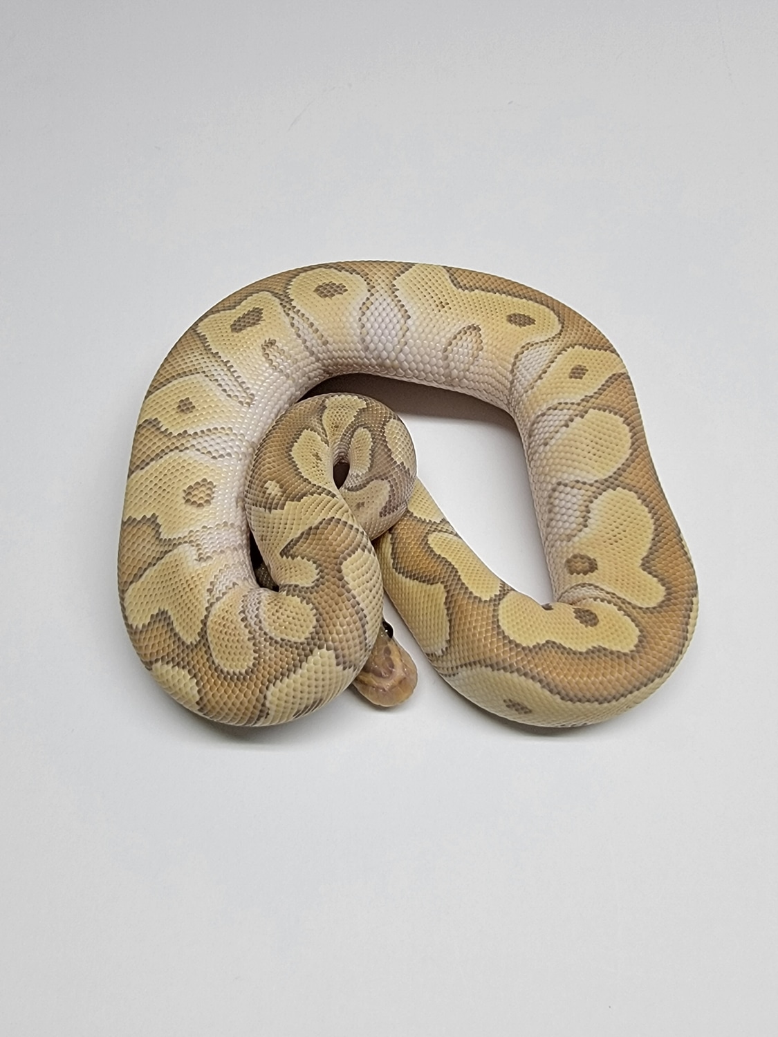 Mojave Hypo Clown Het DG Ball Python by Action Reptiles - MorphMarket