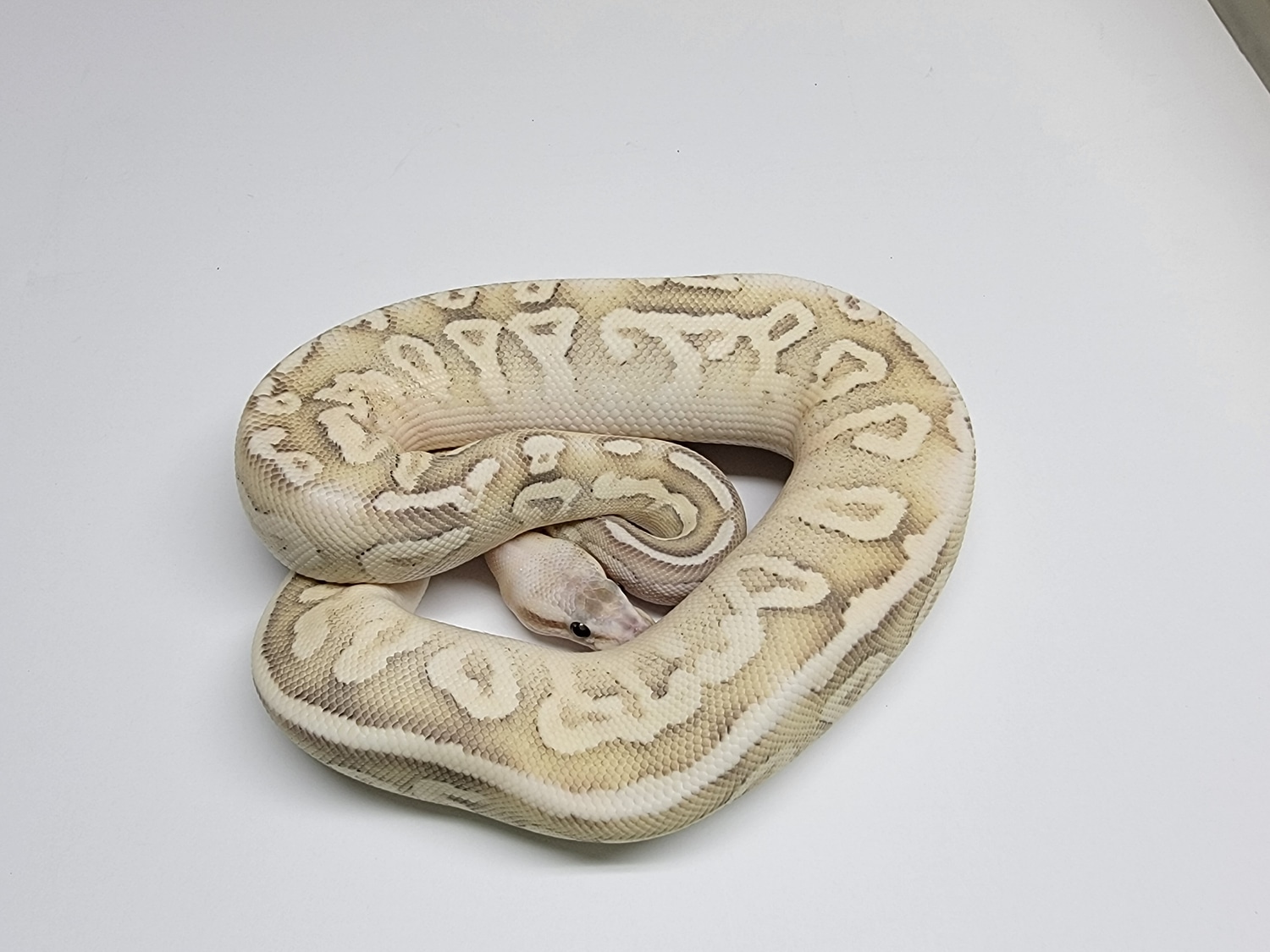 FireFly Mojave Mahogany Ghost (Pos YB) Ball Python by Action Reptiles ...