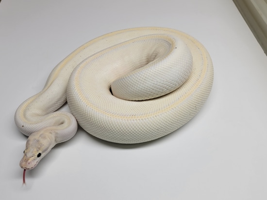 Puma Ball Python by Action Reptiles