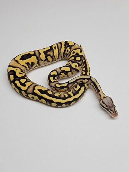 Super Pastel Disco/Fire YB/Gravel Het Clown Ball Python by Action Reptiles