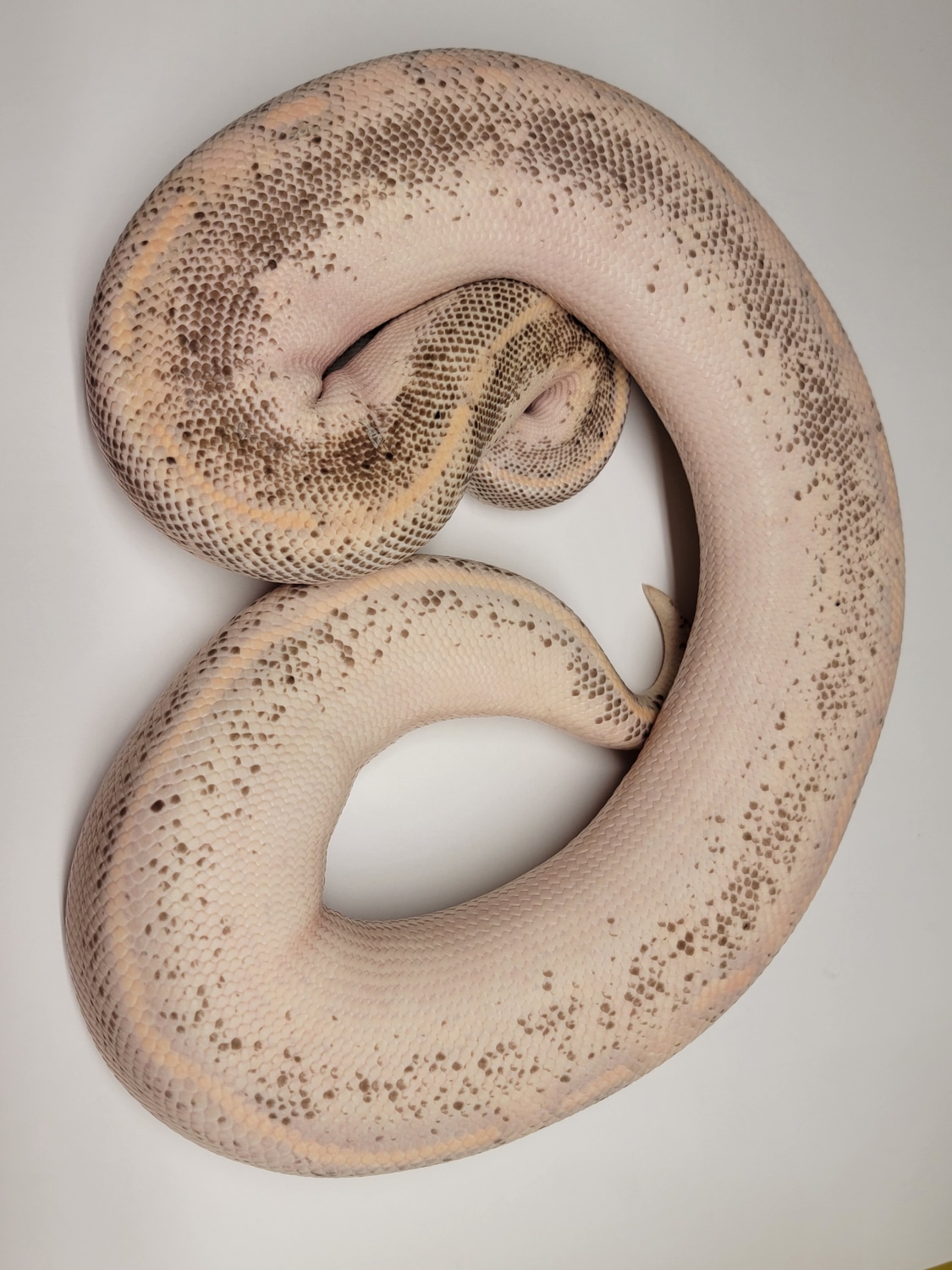 Highway Ball Python by Action Reptiles - MorphMarket