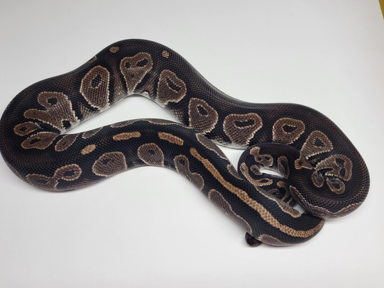 Black Head Ball Python by Action Reptiles