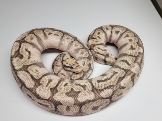 GHI Queen Bee Ball Python by Action Reptiles