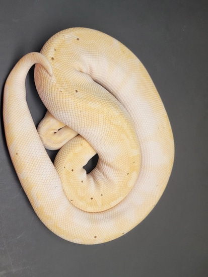 Super Special(Baker Line) Ball Python by Action Reptiles