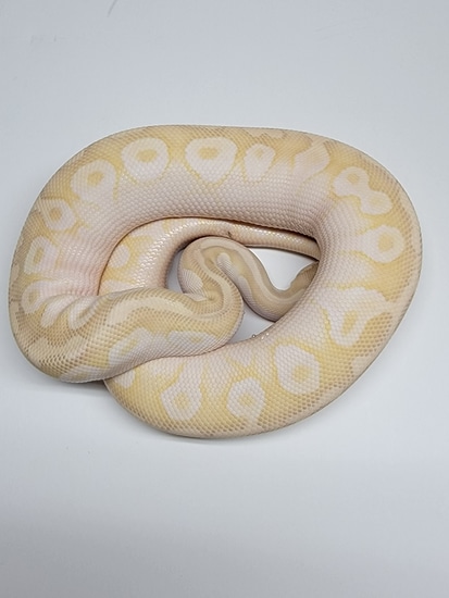 Crystal Het Clown Het Hypo Ball Python by Action Reptiles