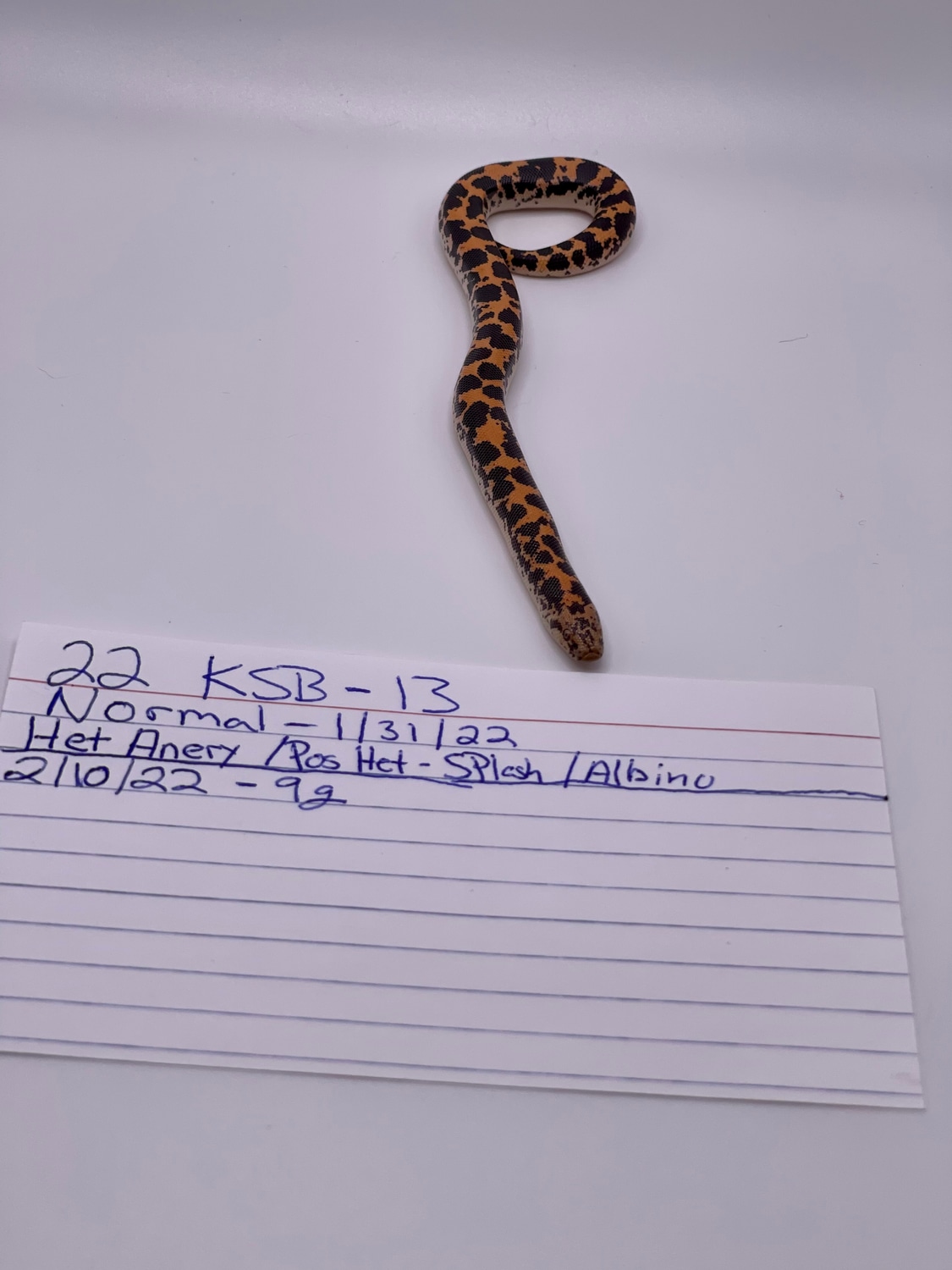 Normal Kenyan Sand Boa by Blue Water Sand Boas - MorphMarket