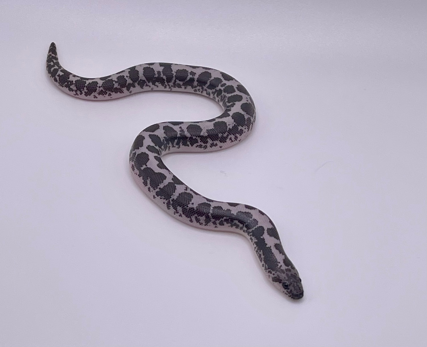 Anery Kenyan Sand Boa by Blue Water Sand Boas - MorphMarket