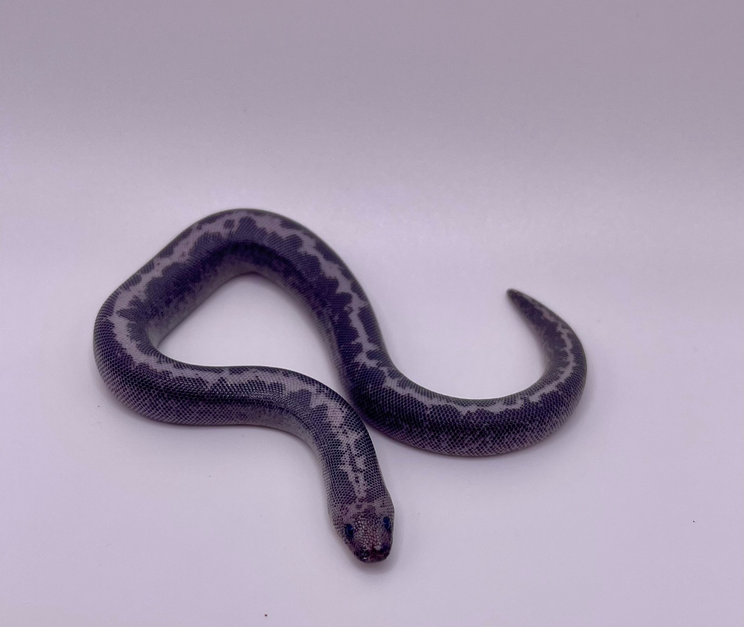 Anery Stripe Kenyan Sand Boa by Blue Water Sand Boas - MorphMarket