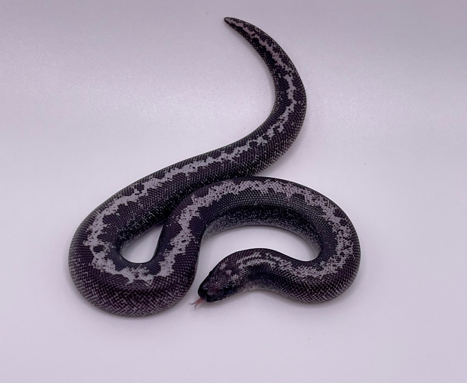 Anery Stripe Kenyan Sand Boa by Blue Water Sand Boas - MorphMarket