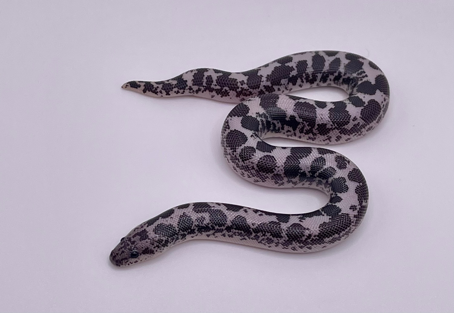 Anery Kenyan Sand Boa by Blue Water Sand Boas - MorphMarket