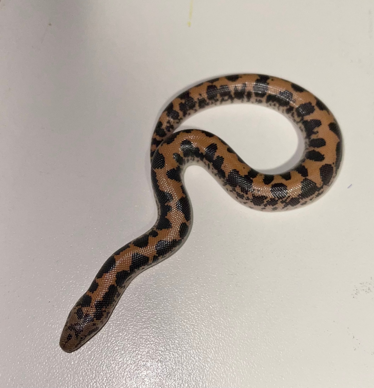 Normal 100% Het Albino 50% Pos Het Anery Kenyan Sand Boa by Blue Water ...