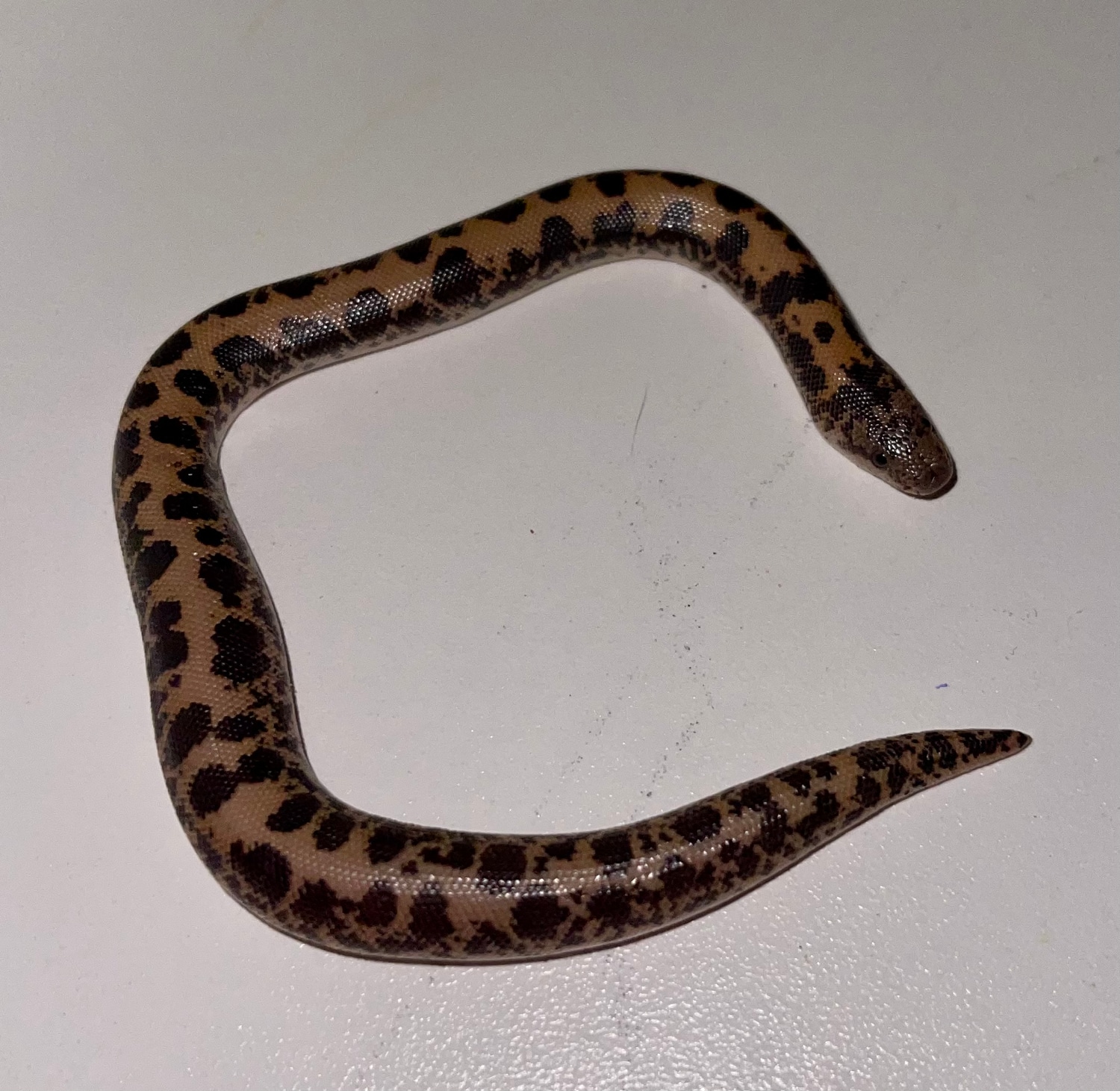 Normal 100% Het Albino 50% Pos Het Anery Kenyan Sand Boa by Blue Water ...