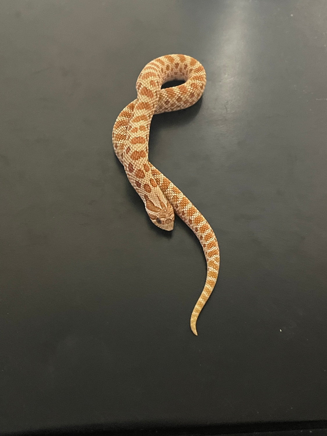 Toffee Belly 100% Het Sable Western Hognose by Blue Water Sand Boas ...