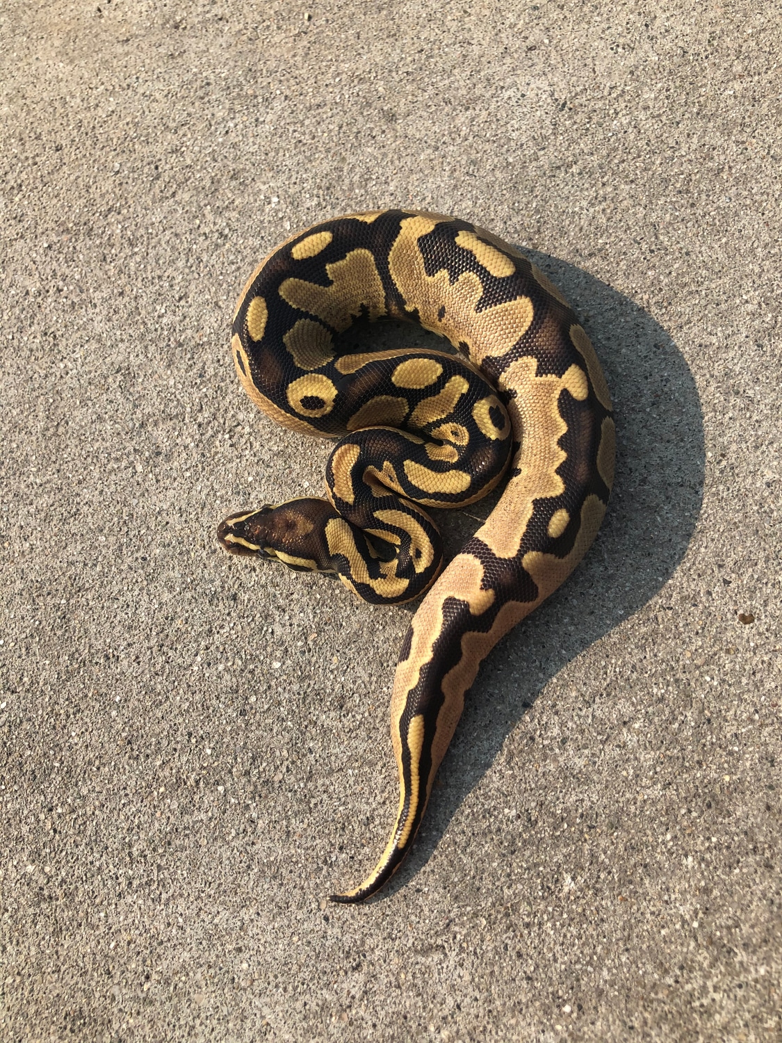 DH Lightning Pied Ball Python by Big Baller Balls - MorphMarket
