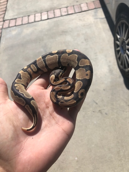 DH Lightning Pied Ball Python by Big Baller Balls